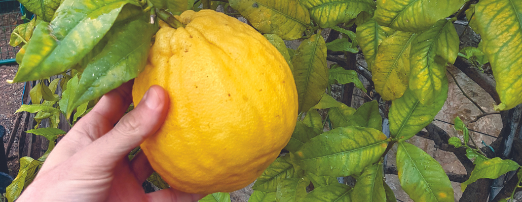 D'où viennent les agrumes ? Histoire des agrumes - Terre Vivante