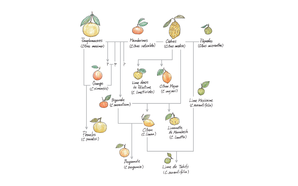 D'où viennent les agrumes ? Histoire des agrumes - Terre Vivante