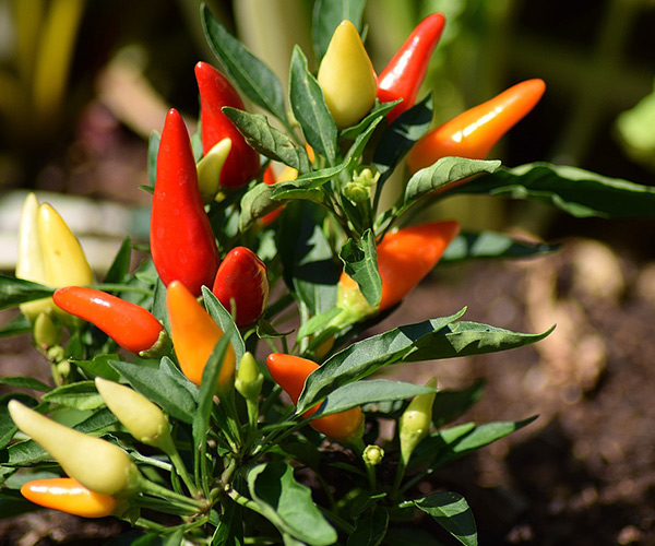 Culture du piment : variétés, plantation, entretien, récolte - Terre ...