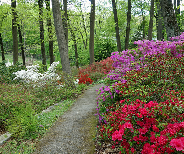 Mettez-vous au frais dans un arboretum - Terre Vivante