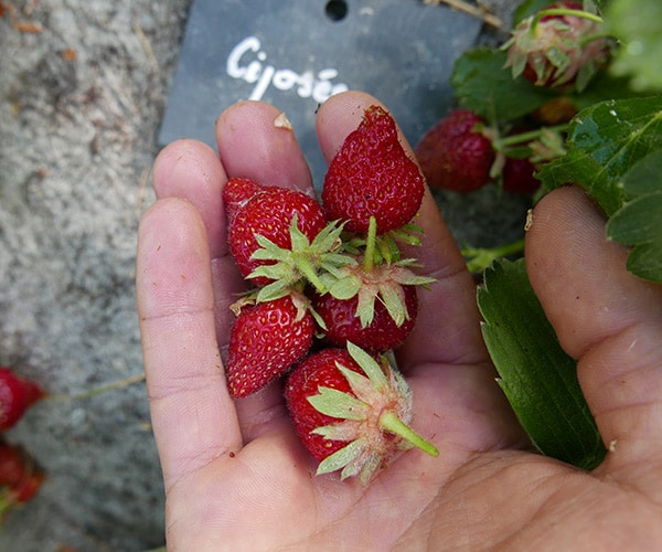 Fraises : quelles variétés choisir ? | 4 saisons n°262 - Terre Vivante
