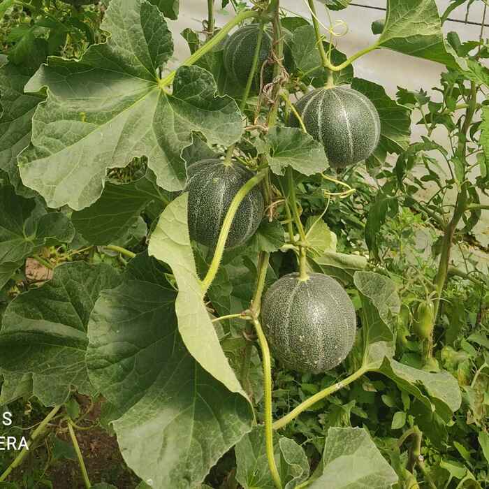 Graines Melon Petit Gris de Rennes bio - Les semences de l'Ombelle ...