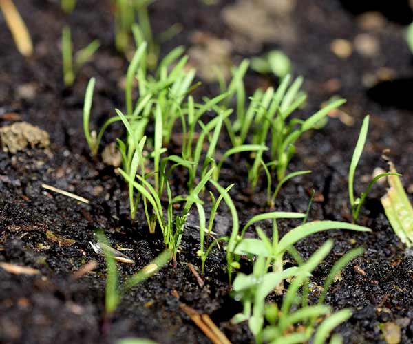 Une astuce pour réussir le semis de carotte ! - Terre Vivante