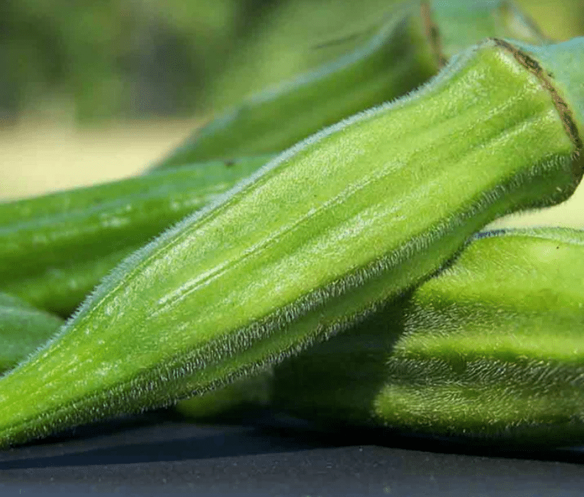 Graines Okra Gombo Clemson Spineless bio - Ferme de Sainte Marthe ...