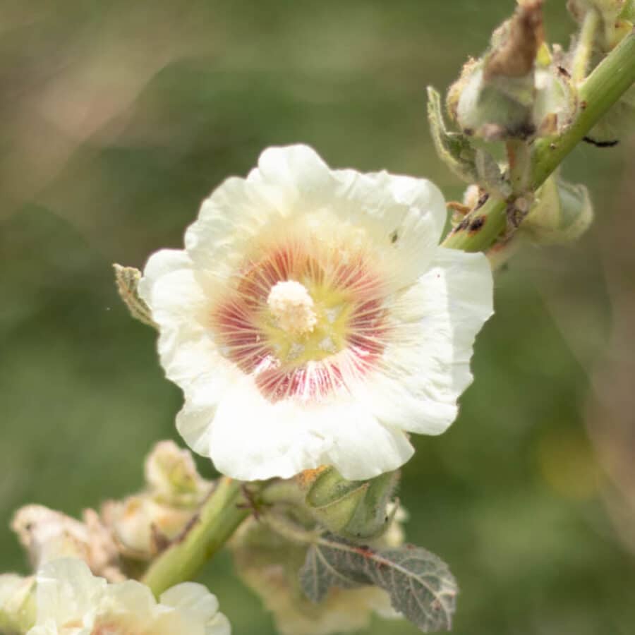 Graines Rose Trémière Carnival Mix bio - Kokopelli - Terre Vivante
