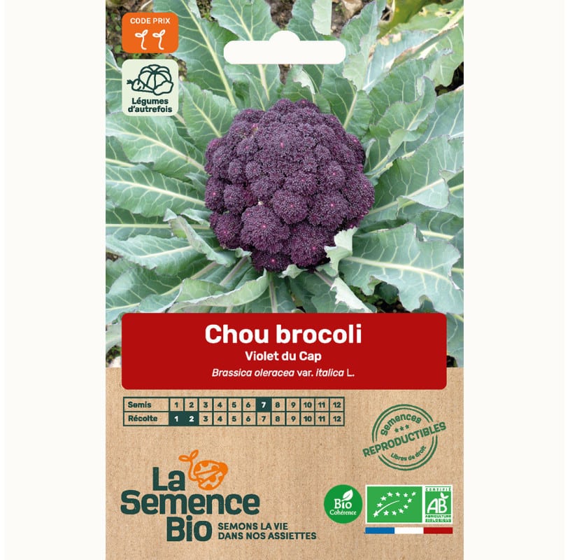 Graines Chou brocoli Violet du Cap bio - La semence bio - Terre Vivante