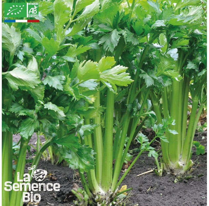 Graines Céleri-branche d'Elne bio - La semence bio - Terre Vivante
